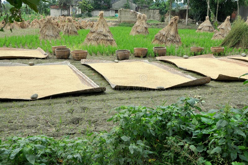 Pengzhou, China: Drying Rice Grains Stock Photo - Image of straw ...