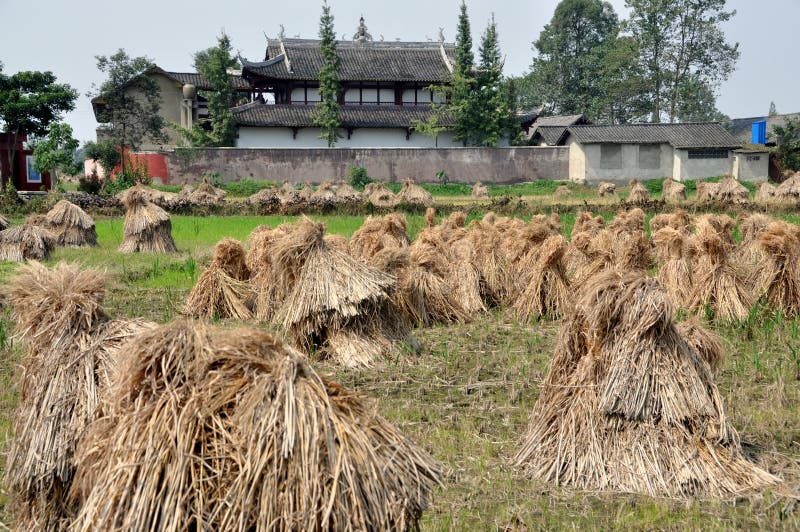 Pengzhou, China: Drying Rice Stalks & Temple Stock Photo - Image of ...