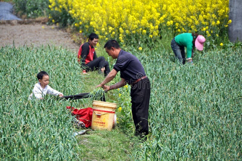 Pengzhou, China: Family Picking Garlic Editorial Photo - Image of ...