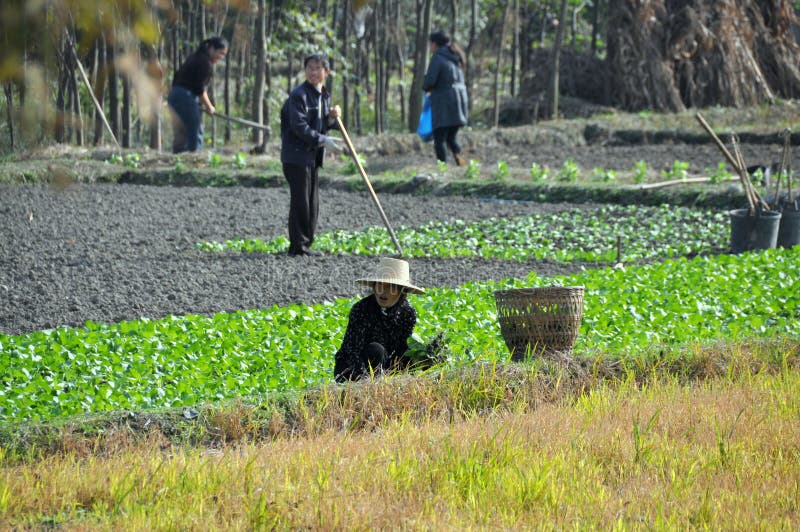 Pengzhou, China: Family Working in Field Editorial Photo - Image of ...