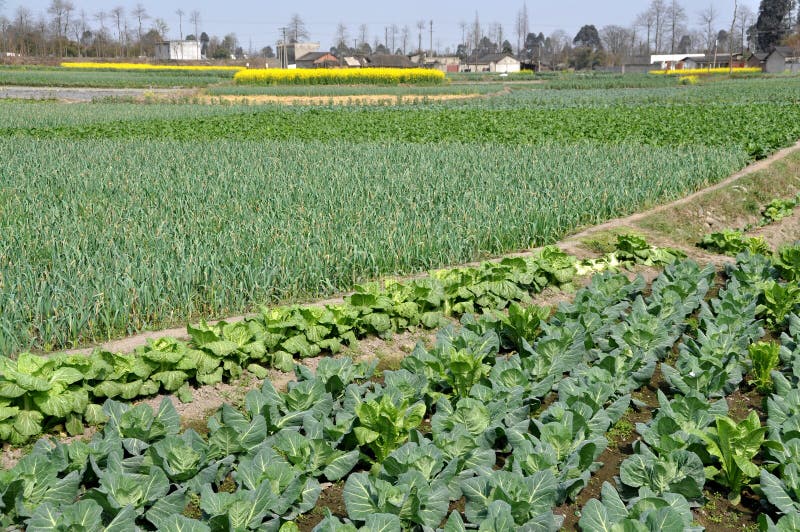 Pengzhou, China: Farm Fields of Produce Stock Image - Image of rapeseed ...