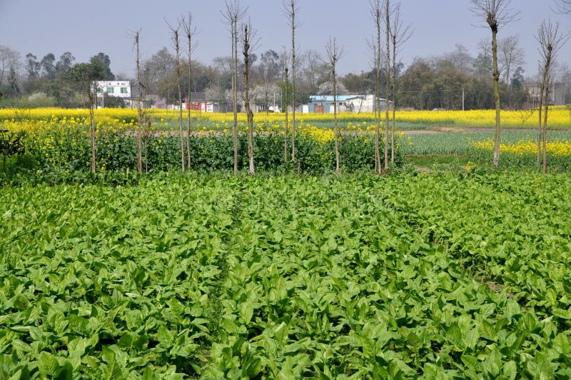 Pengzhou, China: Farm Fields in Sichuan Province Stock Image - Image of ...