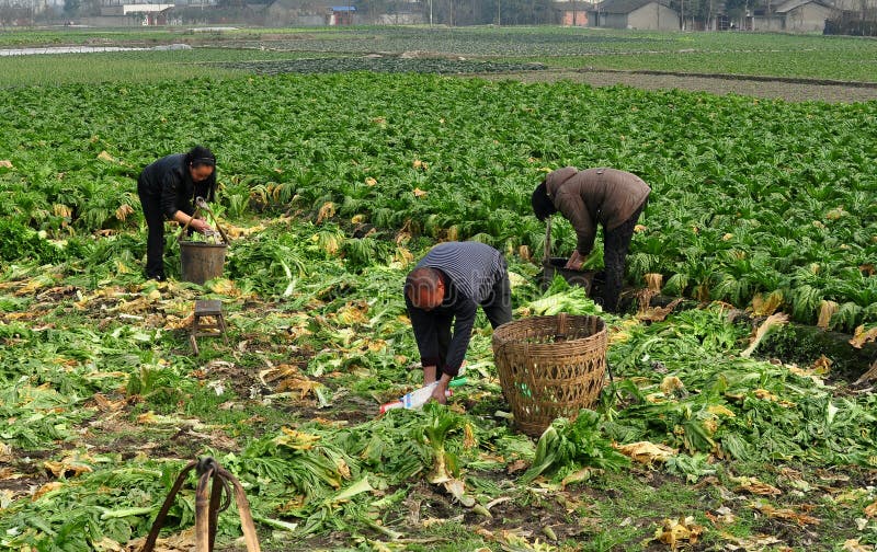 Pengzhou, China: Farm Workers in Field Editorial Photo - Image of ...
