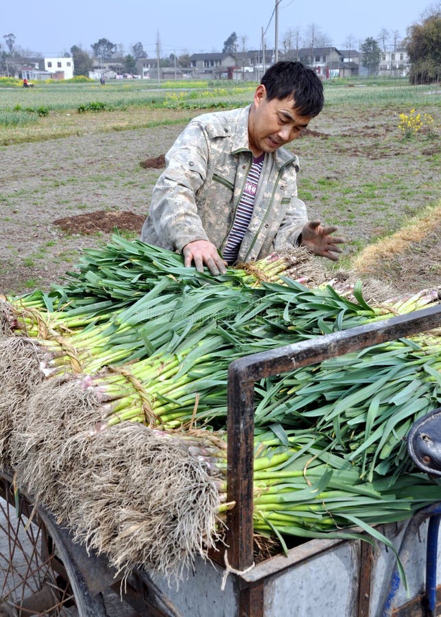 Pengzhou, China: Farmer with Garlic Plants Editorial Stock Photo ...