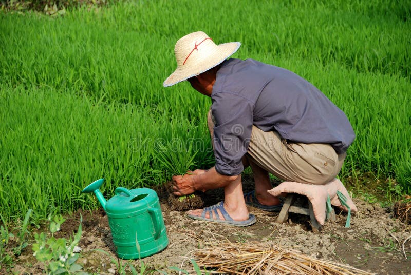 Pengzhou, China: Farmer Planting Rice Editorial Photography - Image of ...