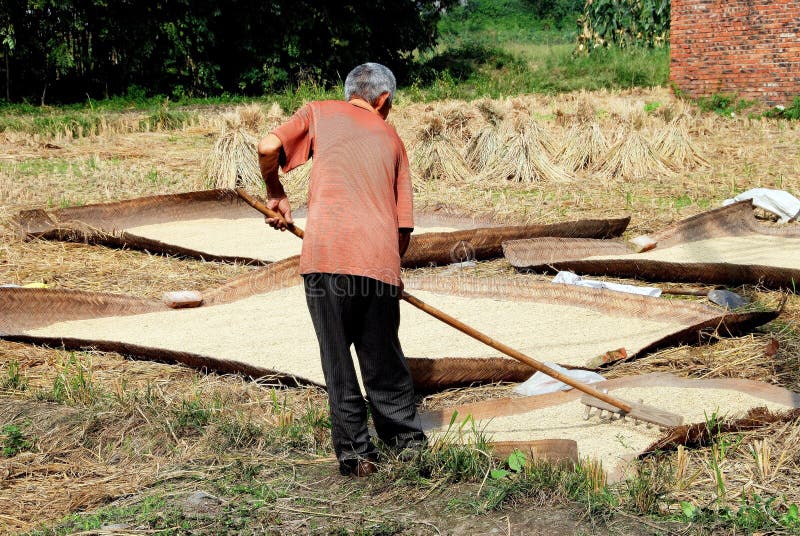 Pengzhou, China: Farmer Raking Rice Grains Editorial Stock Image ...