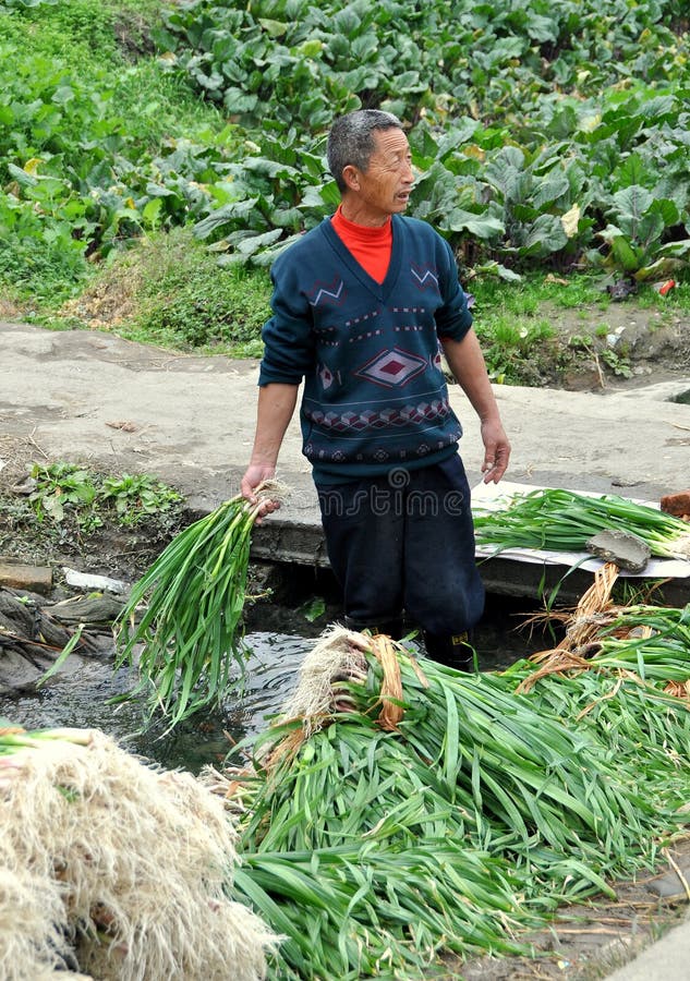 Pengzhou, China: Farmer Washing Scallions Editorial Image - Image of ...