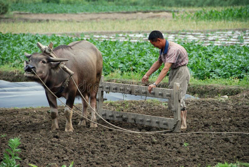 Pengzhou, China: Farmer and Water Buffalo Editorial Stock Image - Image ...