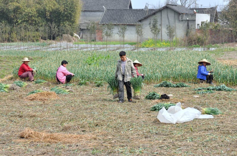 Pengzhou, China: Farmers in Garlic Field Editorial Stock Image - Image ...
