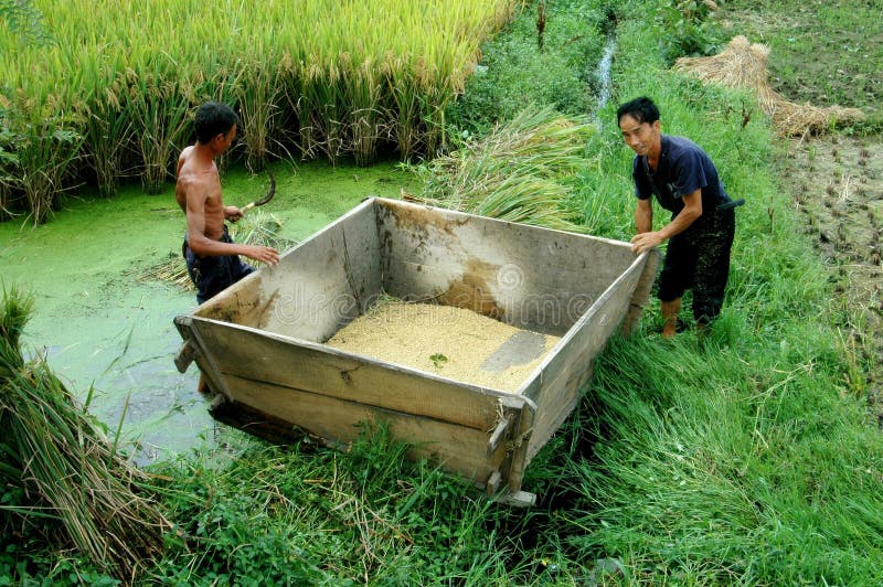 Pengzhou, China: Farmers Harvesting Rice Editorial Stock Photo - Image ...