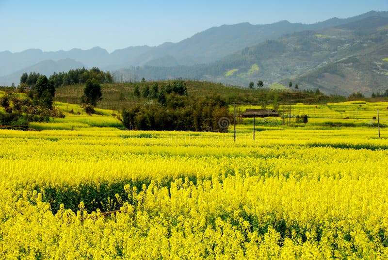 Pengzhou, China: Fields of Rapeseed Flowers Stock Image - Image of ...