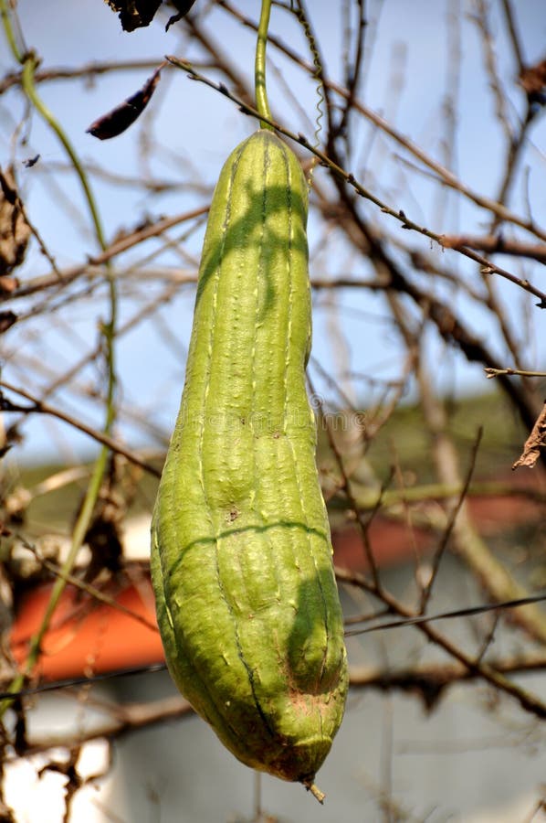 Pengzhou, China: Hanging Squash Stock Photo - Image of province, green ...