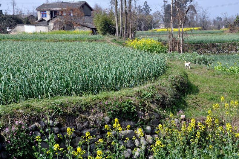 Pengzhou, China: Sichuan Province Farm Stock Image - Image of rapeseed ...