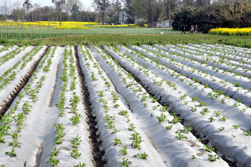 Pengzhou, China: Sichuan Province Farm Editorial Stock Image - Image of ...