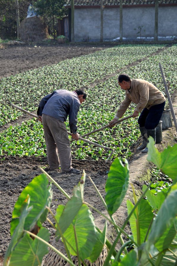 Pengzhou, China: Two Farmers Working a Field Editorial Stock Image ...