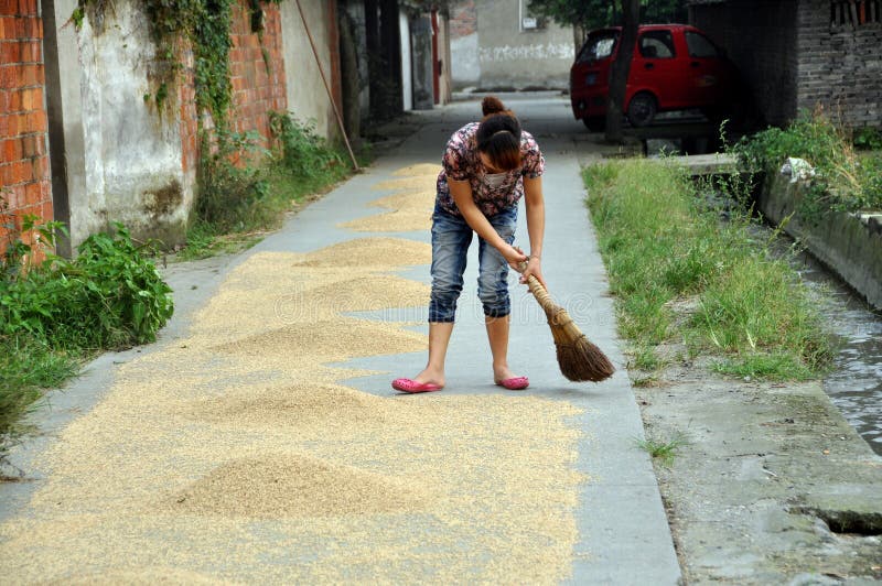 Pengzhou, China: Woman Sweeping Rice Grains Editorial Photo - Image of ...