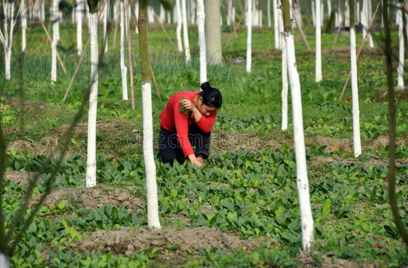 Pengzhou, China: Woman Weeding Field Editorial Stock Image - Image of ...