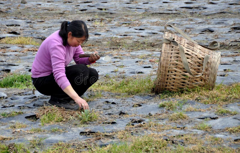 Pengzhou, China: Woman Working in Field Editorial Photo - Image of ...