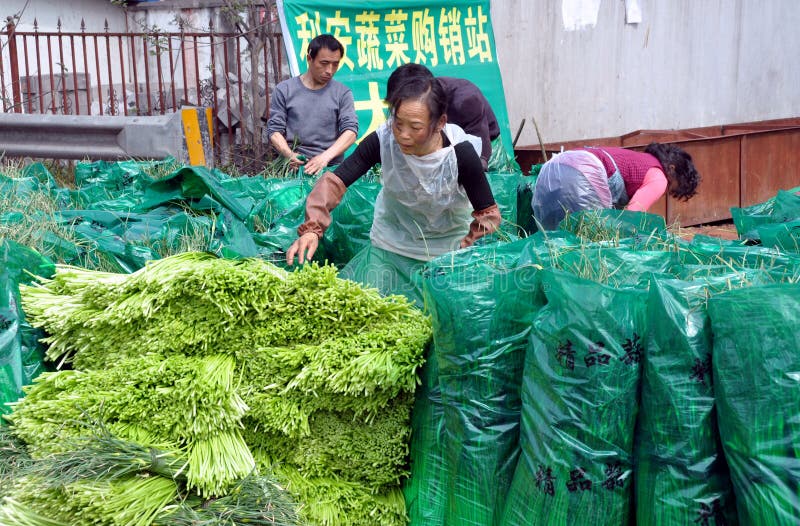 Pengzhou, China: Workers at Farm Co-op Editorial Photo - Image of china ...
