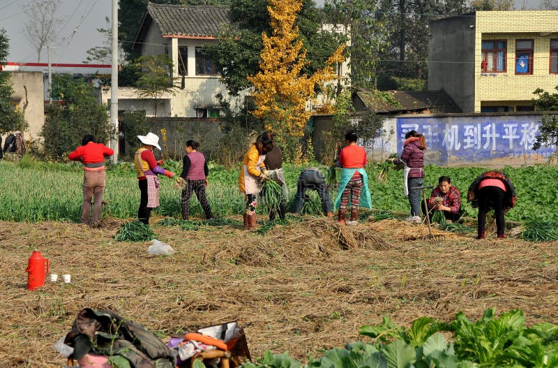 Pengzhou, China: Workers Harvesting Garlic Editorial Photography ...