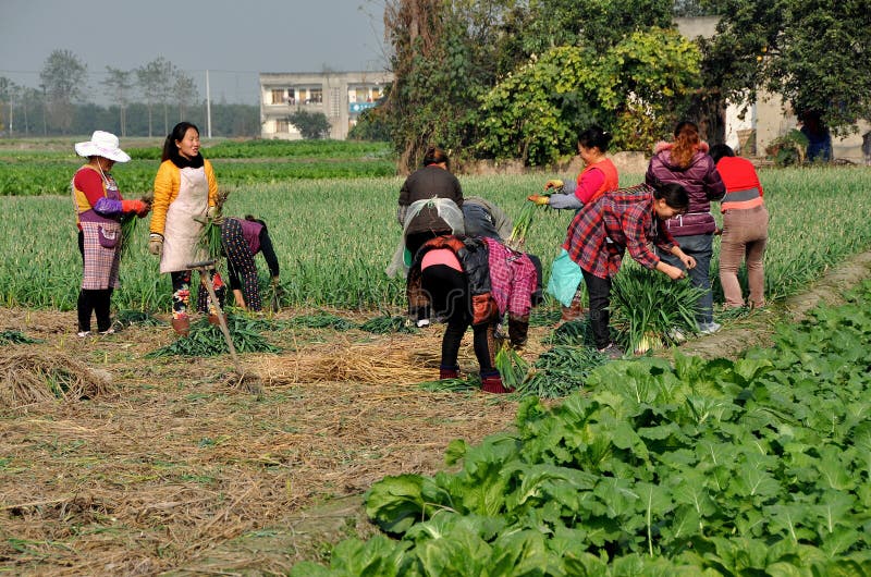 Pengzhou, China: Workers Harvesting Garlic Editorial Stock Photo ...