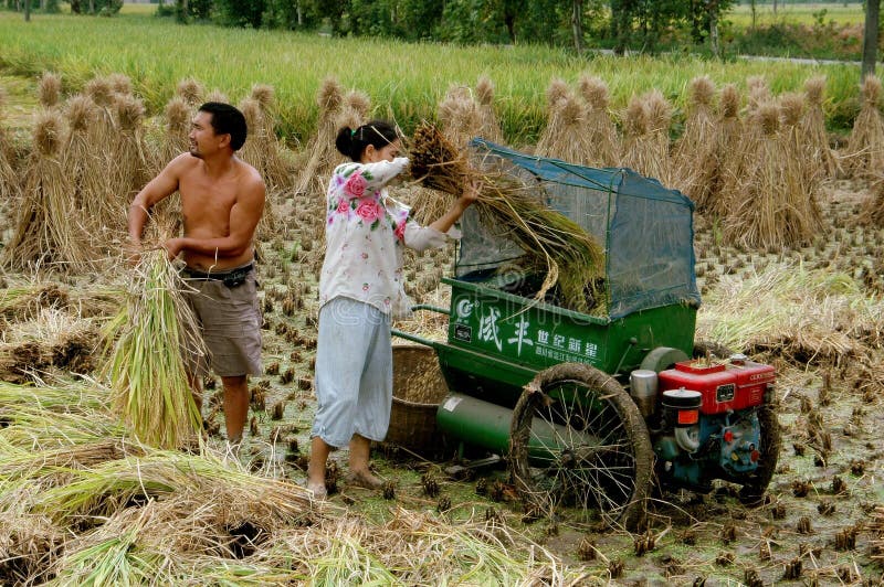 Pengzhou, Cina: Coltivatori Che Raccolgono Riso Fotografia Stock ...