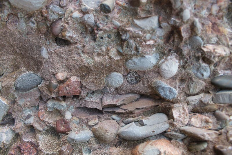 Endocerida Do Grupo De Cefalópode - O Paleozoicfossil Mais Baixo Com ...