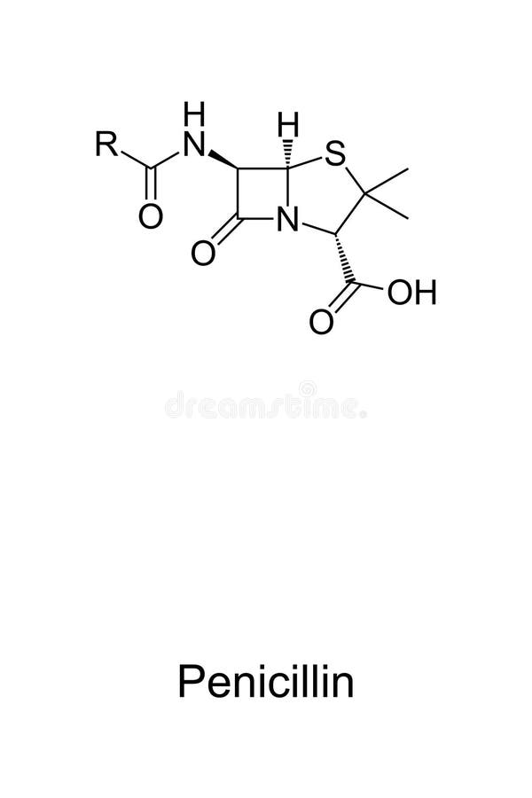 Structure of Penicillium. Mycelium with Conidiophore and Conidium Stock ...