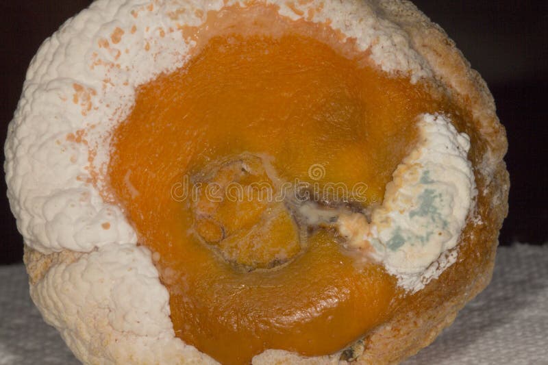 Penicillin Mold Growing on an Orange Stock Photo - Image of medicine ...