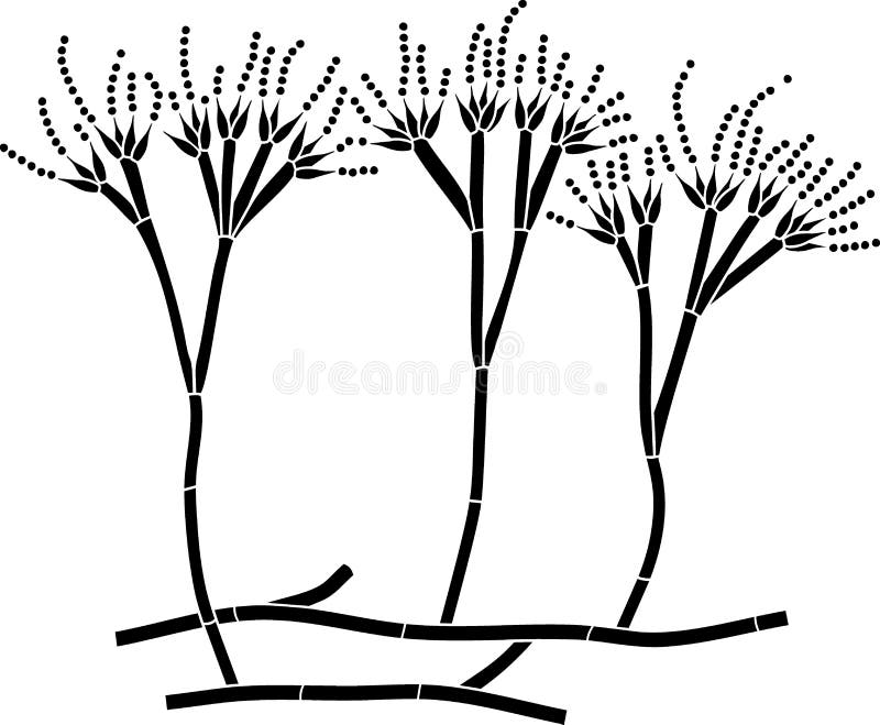 Structure of Penicillium. Mycelium with Conidiophore and Conidium Stock ...