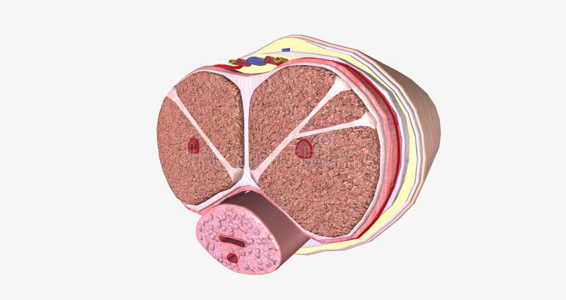 The Penis Transverse Cross Section Stock Illustration - Illustration of ... The Penis Transverse Cross Section Stock Illustration - Illustration of ...