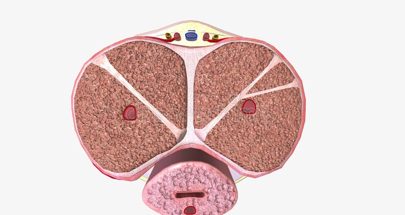 The Penis Transverse Cross Section Stock Illustration - Illustration of ... The Penis Transverse Cross Section Stock Illustration - Illustration of ...