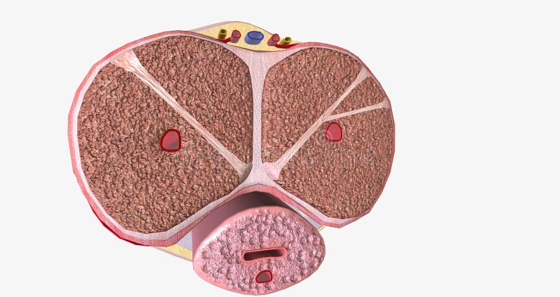 The Penis Transverse Cross Section Stock Illustration - Illustration of ... The Penis Transverse Cross Section Stock Illustration - Illustration of ...