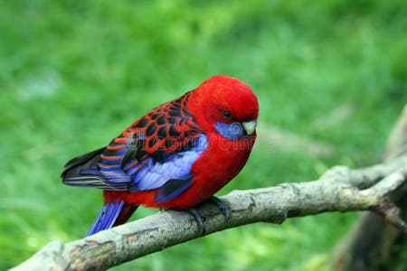 Pennant s parakeet stock photo. Image of blue, wilderness - 19501522
