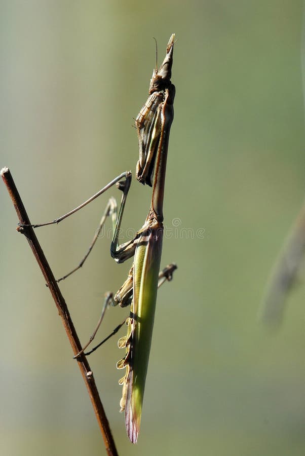 Pennata empussa stock photo. Image of wings, natural - 18598448