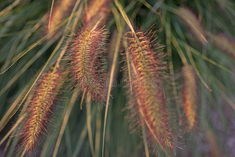 Pennisetum Flower in Sunset Stock Image - Image of foliage, bush: 59835713
