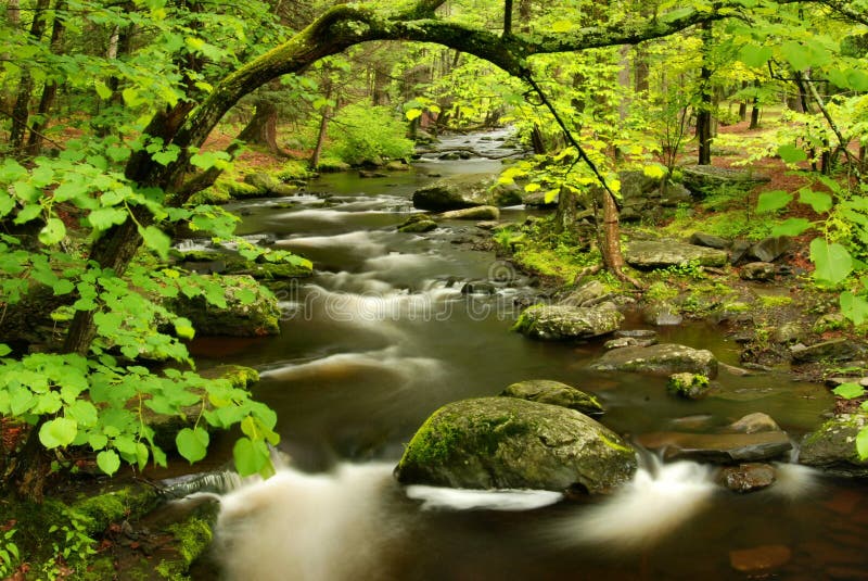 Pennsylvania Forest Stream stock photo. Image of water - 9600380
