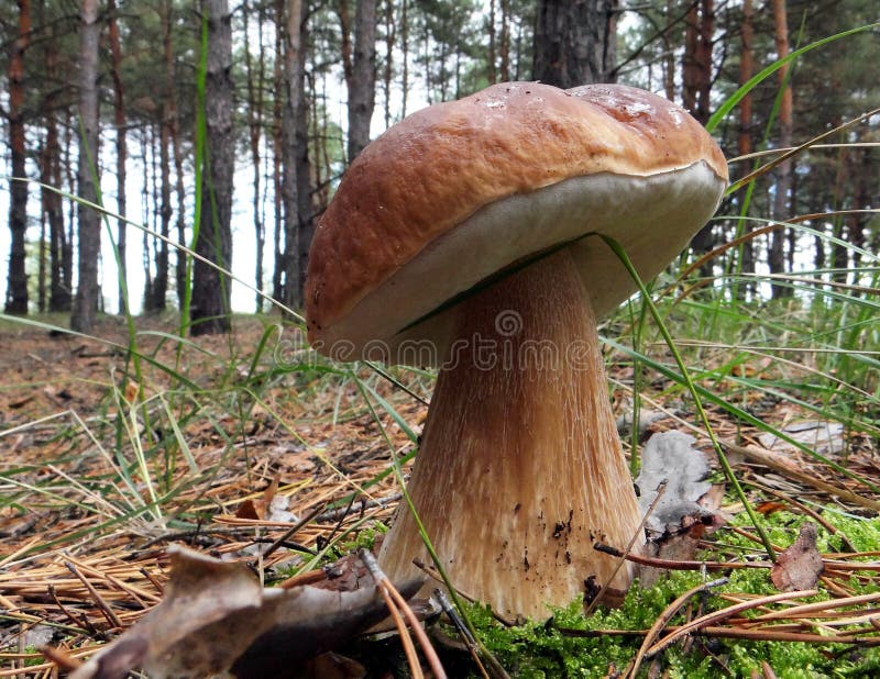 Penny bun stock image. Image of pine, penny, trace, walks - 94305467