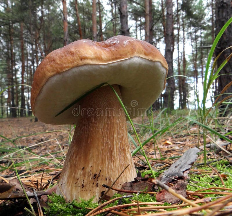 Penny bun stock image. Image of large, indian, delicious - 94306831