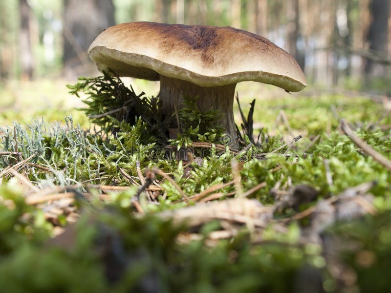The penny bun stock image. Image of eatable, fungi, penny - 78980235