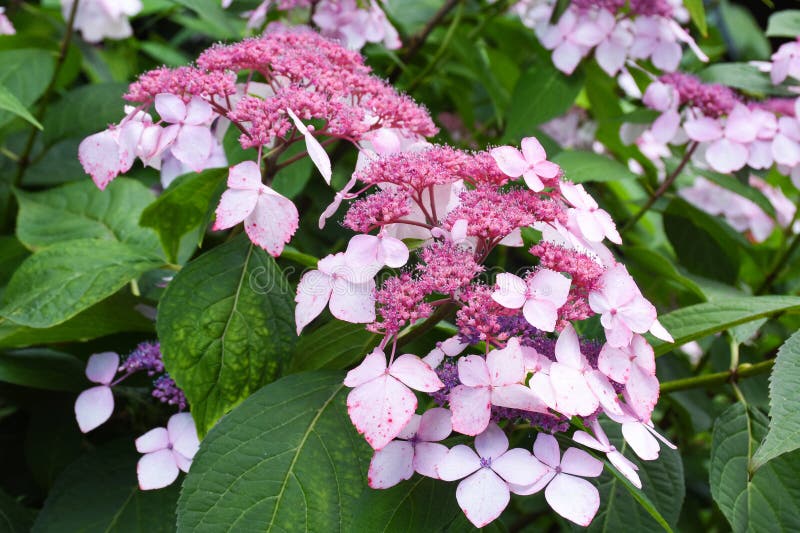 Penny Mac Big Leaf Hydrangea (Hydrangea Macrophylla) Stock Photo ...