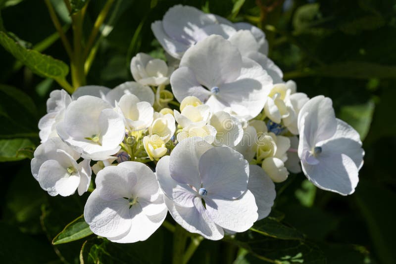 Penny Mac, Hydrangea Macrophylla Stock Photo - Image of season ...