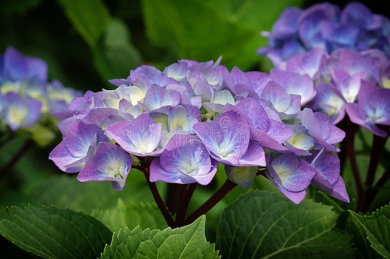 Penny Mac, Hydrangea Macrophylla Stock Photo - Image of blossom, flower ...