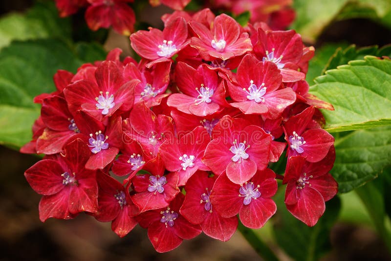 Penny Mac, Hydrangea Macrophylla Stock Photo - Image of bloom ...