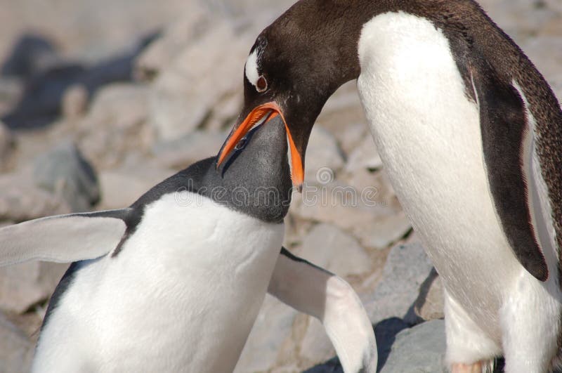 Penquin speisenjunge stockbild. Bild von schwarzes, reise - 2460141