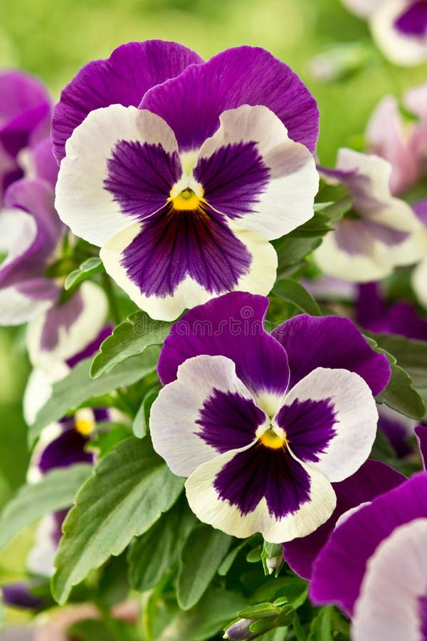 Pensé-blommor I Lilor Och Vit Arkivfoto - Bild av bostonian, violett ...