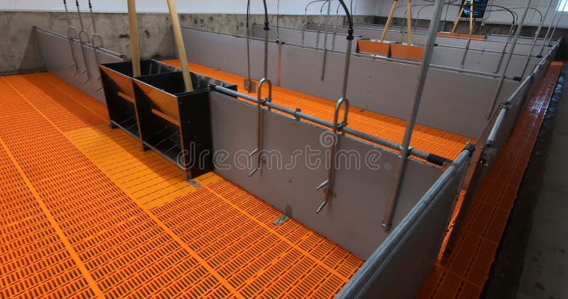 Pens for Breeding Piglets on a Pig Farm. Pigsty, Pig Breeding ...