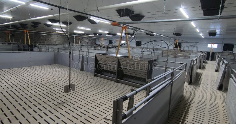 Pens for Breeding Piglets on a Pig Farm. Pigsty, Pig Breeding ...