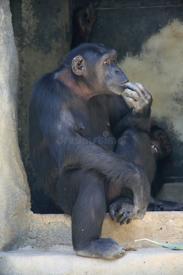 Macaco Pensa Enquanto Segura Cerca No Zoológico Imagem de Stock ...