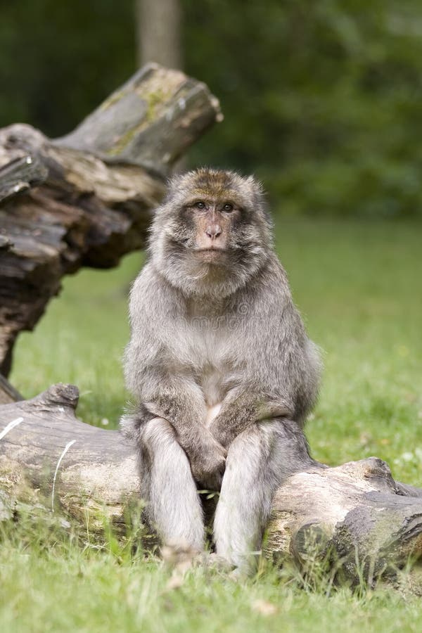 Pensamiento Del Mono Imagen. Imagen: 5771003